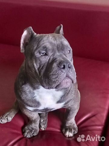 Американский булли покет