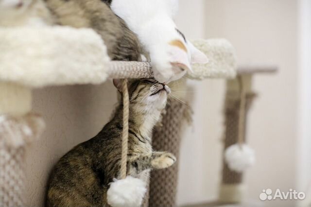 Отдаю в добрые руки кошку