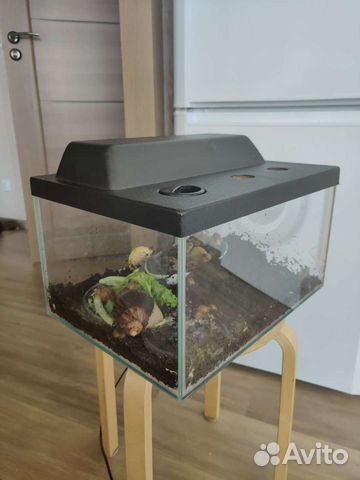 Ахатины, улитки с террариумом, аквариумом