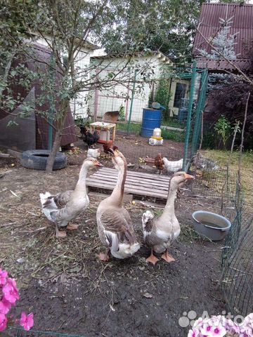 Холмогорские гуси