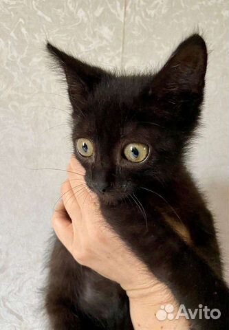 Котенок 2 мес. Вишня в дар
