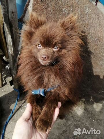 Померанский шпиц mini