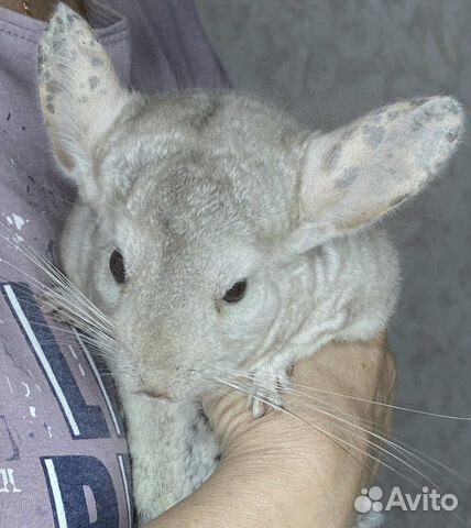 Шиншилла девочка 1 год