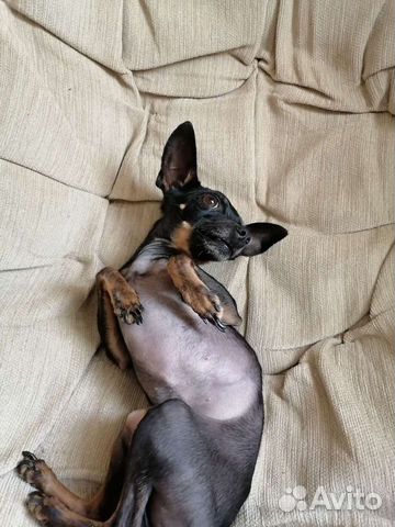 Мини той-терьер