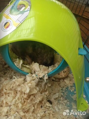 Хома 3х цветная на счастье