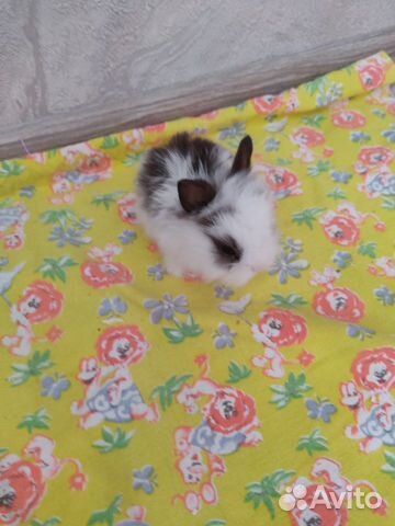 Декоративные кролики