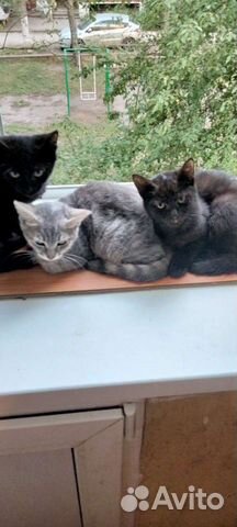 Котята в добрые руки