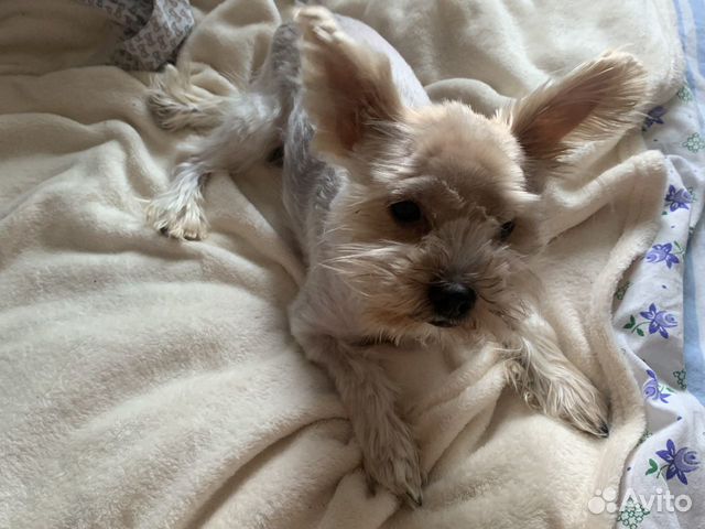 Ёрк мальчик