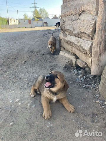 Щенок в дар