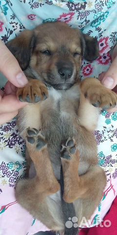 Собаки бесплатно в добрые руки щенки