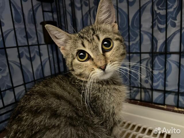 Котенок Лиза в добрые руки