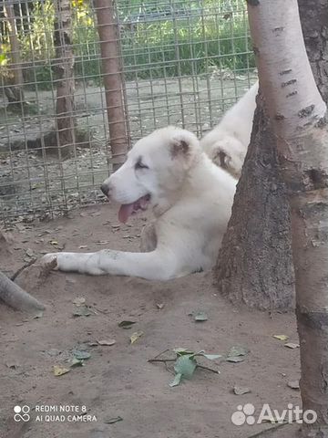 Щенок алабая.Девочка.Только туркменские крови