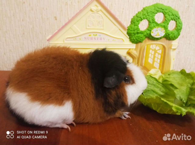 Морская свинка. Американский тедди Самец