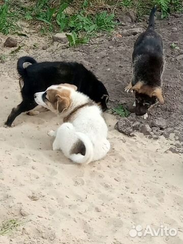 Щеночки в дар