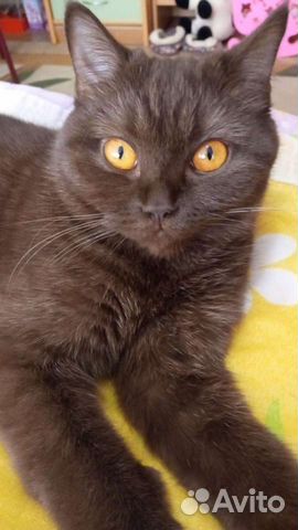 Британская кошечка