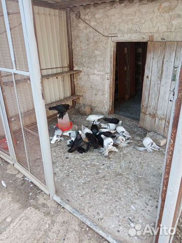 Продажа голубей