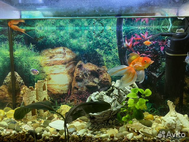 Аквариум со всем содержимым