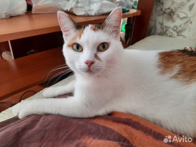 Кошка бесплатно