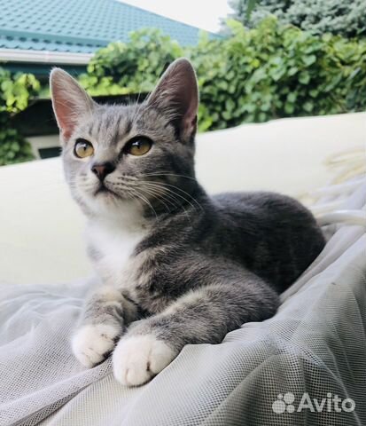 Кошечка метиска