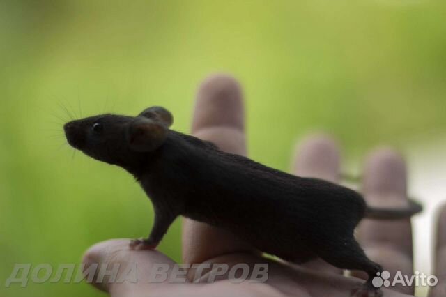 Мышка чёрная декоративная девочка