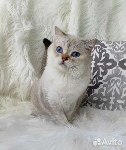 Британский кот