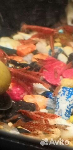 Креветки Чери