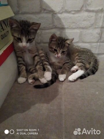 Котята в добрые руки бесплатно