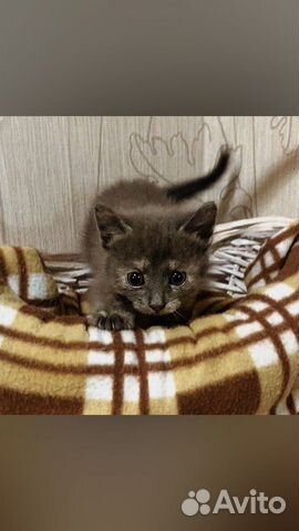 Амалия-серенькая кошечка