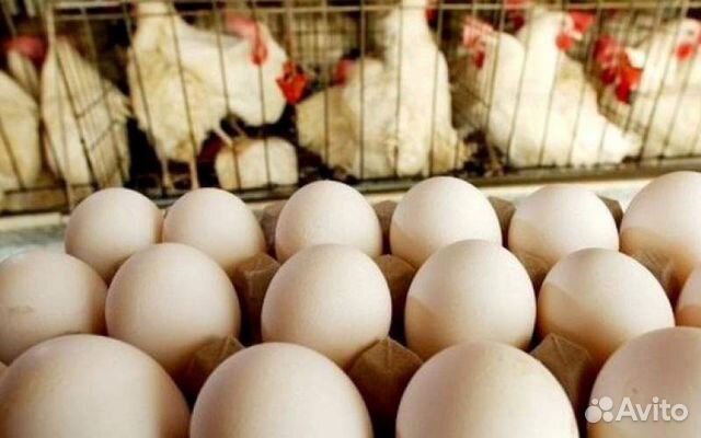 Инкубационное яйцо бройлера кобб-500 Чехия