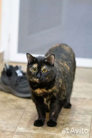 Очень ласковая Глафира в добрые руки