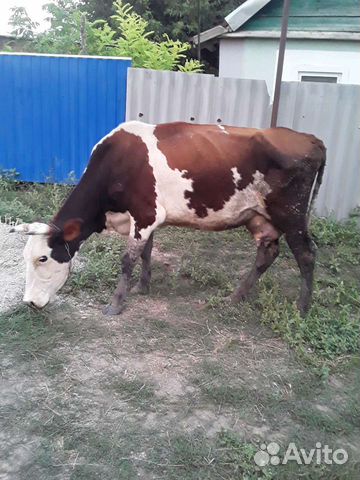 Корова дойная