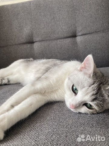Кошка (девочка) 1,5 года