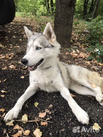 Сибирский хаски найдена в Верхних Печерах