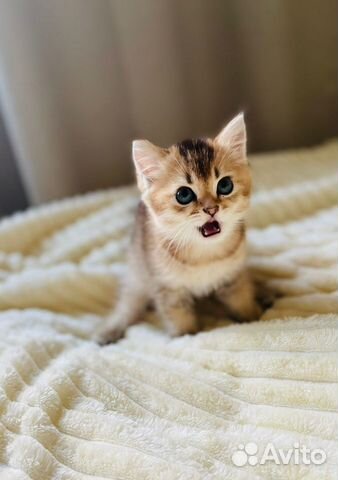 Мальчик британец золотистая шиншилла