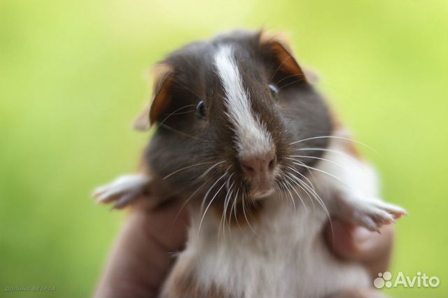 Мальчик морская свинка триколор