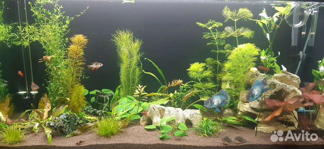 Аквариумные растения