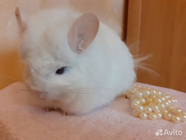 Ангорская шиншилла