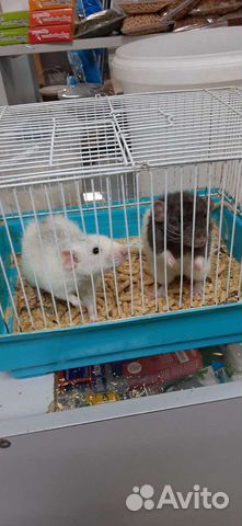 Декоративная крыса