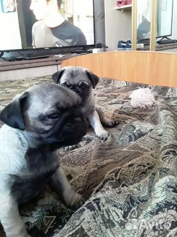 Щенки мопса