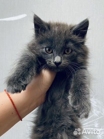 Пушистый серый комочек в добрые ручки)