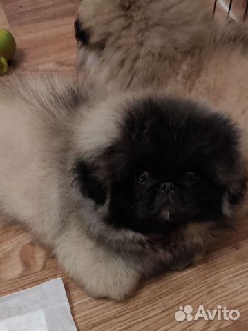 Щенки пекинеса