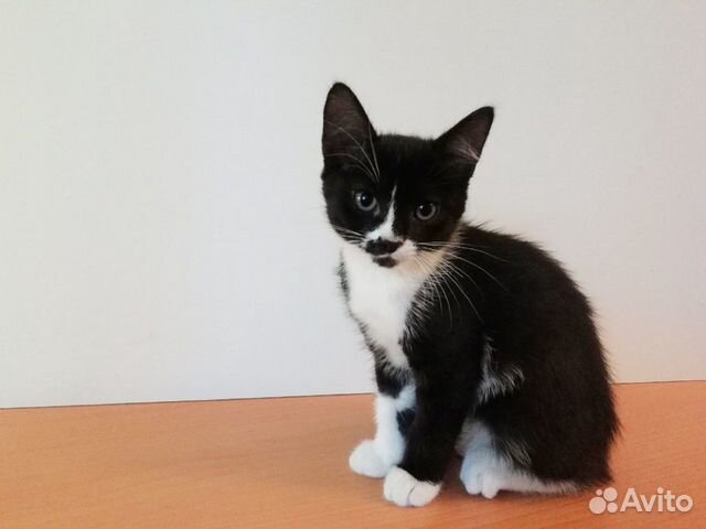 Котята крошкинсы в добрые руки