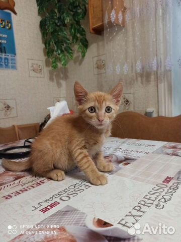 Рыженький котенок мальчик