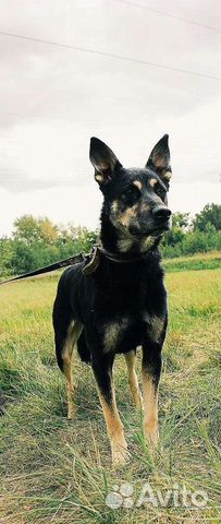 Собака Макс хочет обрести дом