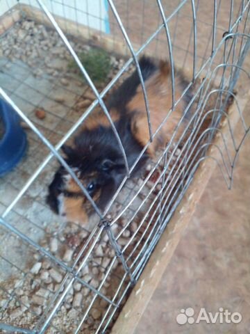 Морская свинка