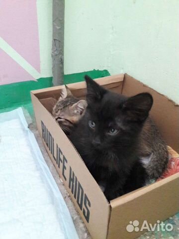 Котята 2-3мес