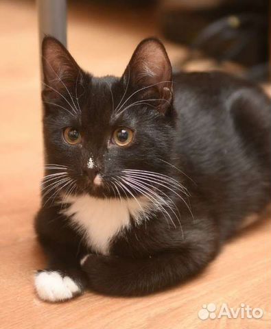 Котенок Маркус мечтает о семье