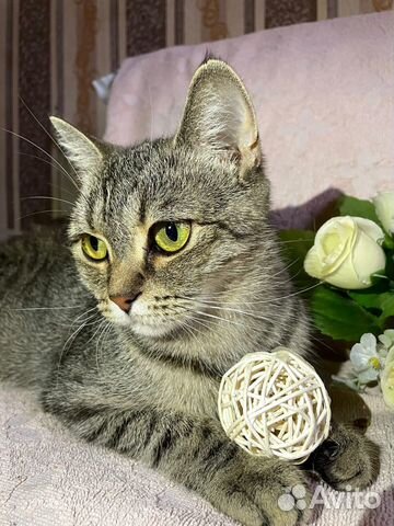 Кошечка Марфа в добрые руки