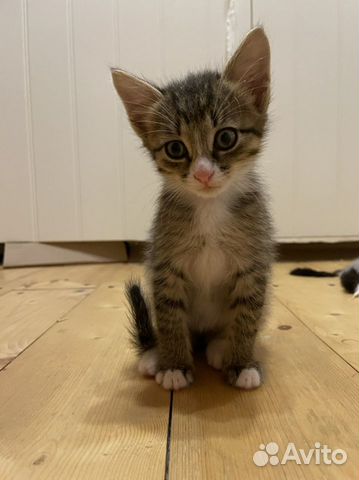 Котенок