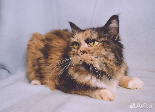 Кошечка Барса в добрые руки